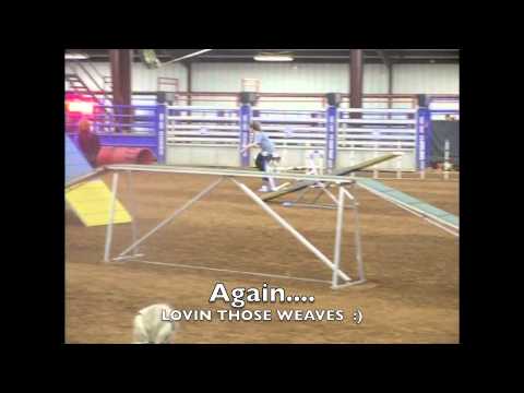 Brittany Spaniel Rocking Dog Agility - YouTube