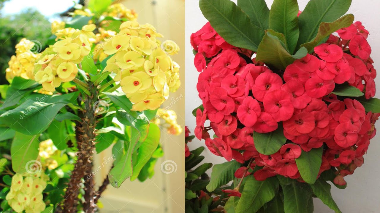 Coronas plant have a lot of flower - YouTube