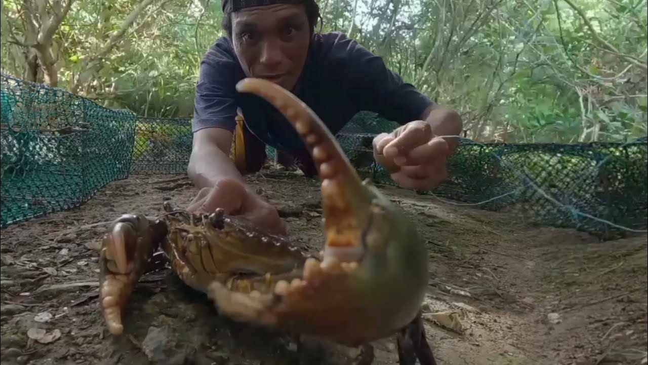 Abandonadong fishpond pinamamahayan Ng maraming alimango/catch & sell ...