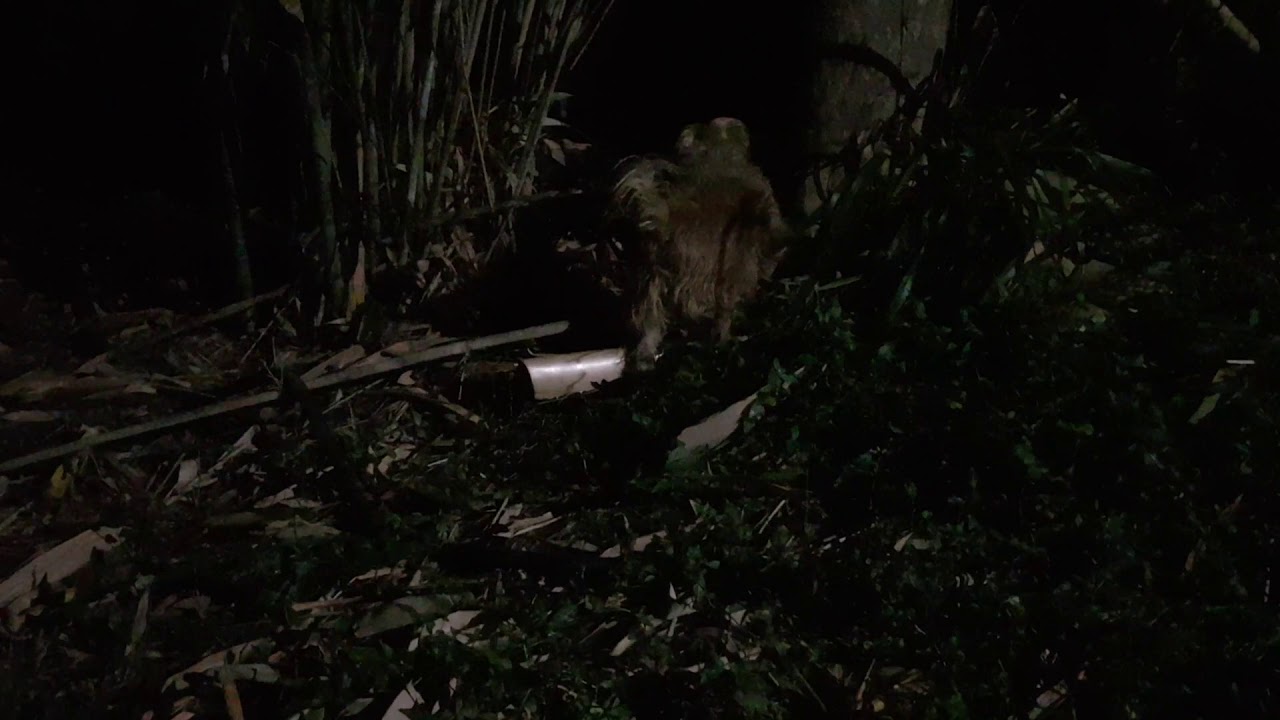 Friday chases away dat bad puddy tat!!! - YouTube