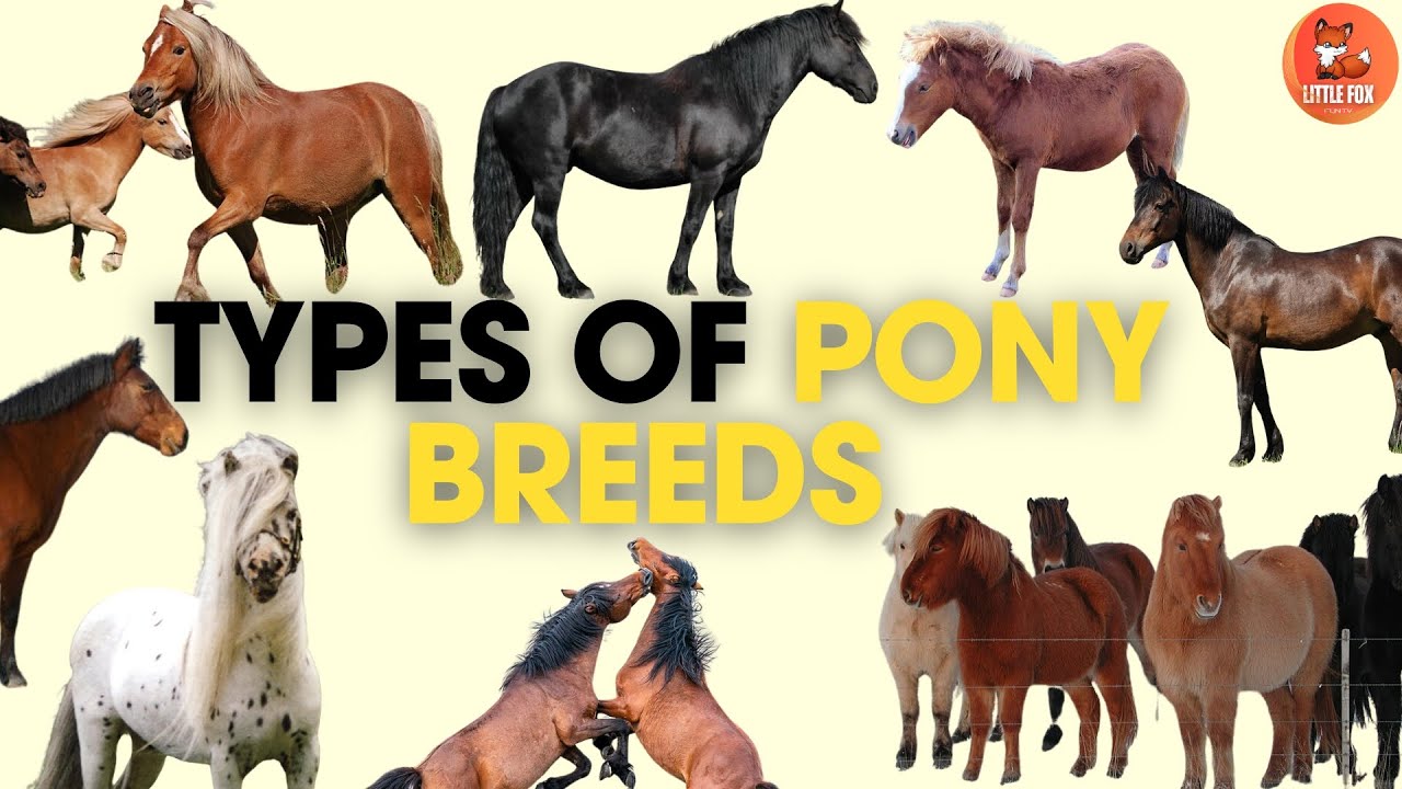 Magical 52 Pony Breeds Names in English for kids and preschoolers 🐴🌈 # ...