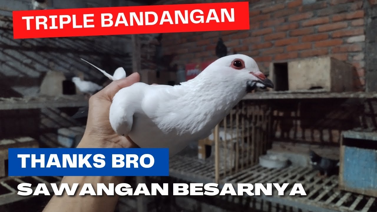 Triple bandangan malam ini + sawangan besar sudah diamankan bro - YouTube