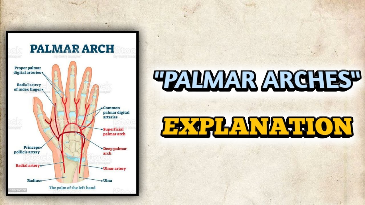 "PALMAR ARCHES" EXPLAINATION | UPPER LIMB ARTERIES | Anatomy | MEDICO ...
