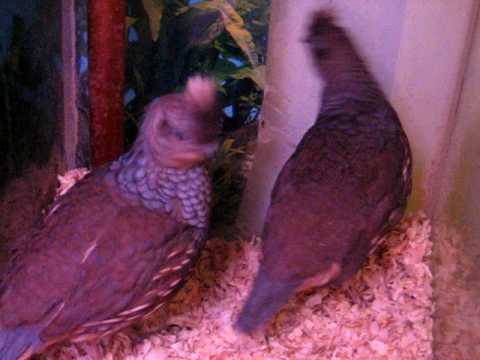 blue scaled quail 2 - YouTube