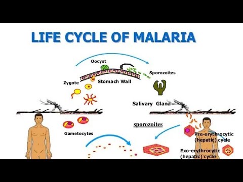Malaria🦟 -Life cycle of Plasmodium || Symptoms || Treatment ...