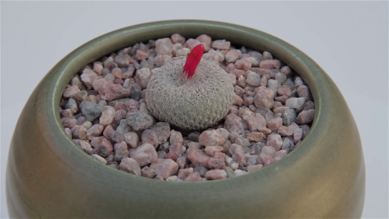 Epithelantha micromeris “Button Cactus” - YouTube