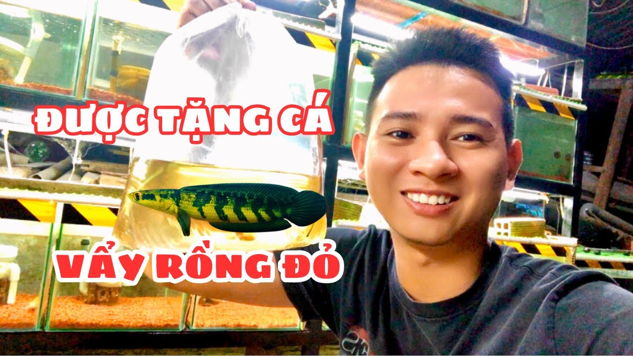 Được Em Trai Tặng Bé Cá Lóc Barito Siêu Đỏ - YouTube