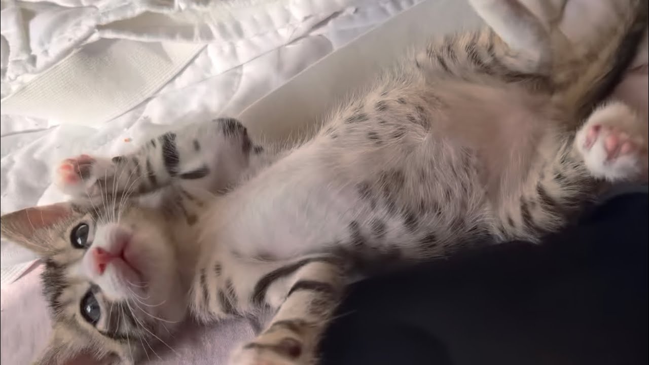 Rescue of a kitten found in the river sewage and adoption - YouTube
