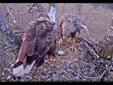 Shift change Elmar - Ella (Merikotkas / White-tailed eagle) - YouTube