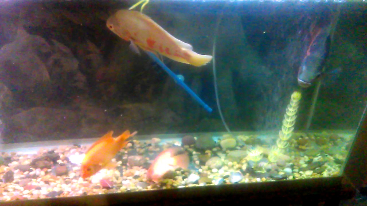 Oscar fight with red devil and parrot - YouTube