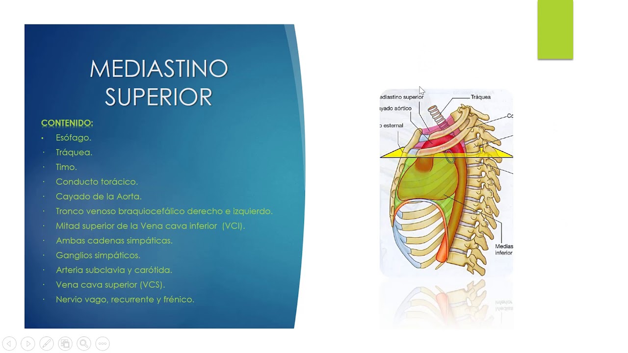 Anatomía del mediastino - YouTube