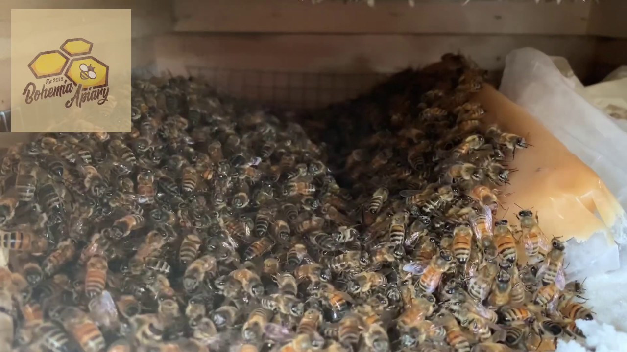 Winter Honeybee Cluster Check in - YouTube