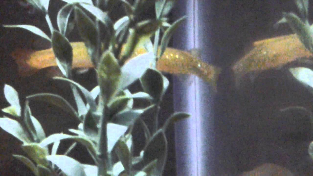 Baby retail catfish and sun perch, - YouTube