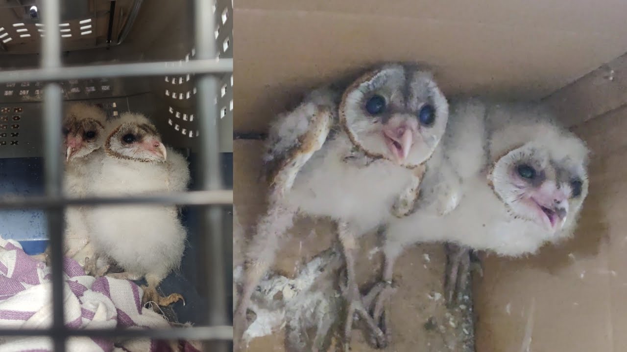 Barn owl rescue | Thermax Limited Pune | 2 Juvenile barn owl | wildlife ...