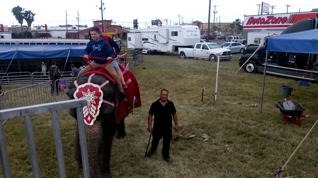 Riding Tracy the Elephant - YouTube