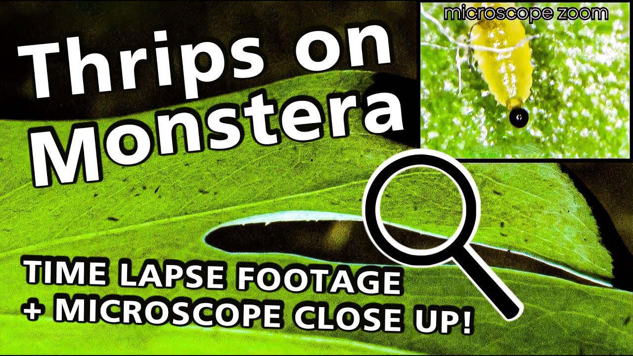 Thrips on a plant - Time Lapse and Microscope 🐛 - YouTube