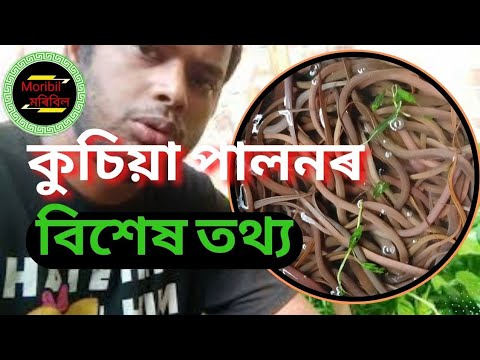 kuchia palon, কুচিয়া চাষ, kusia fish farm in assam - YouTube