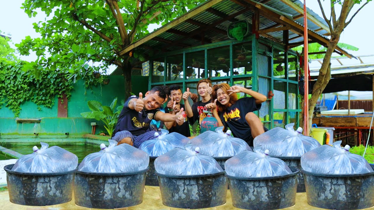 Inside the most Successful FISH FARM!! Thousands of Fish transfer to A ...