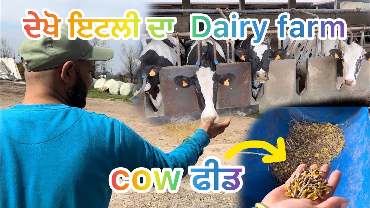 Dairy farm in italy | cow farm in italy | full explanation | punjabi ...