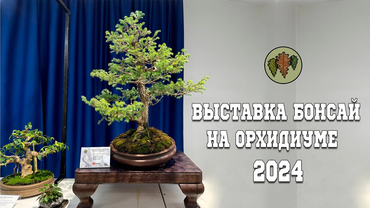 Выставка бонсай на Орхидиуме 2024 @Studio.Bonsai - YouTube