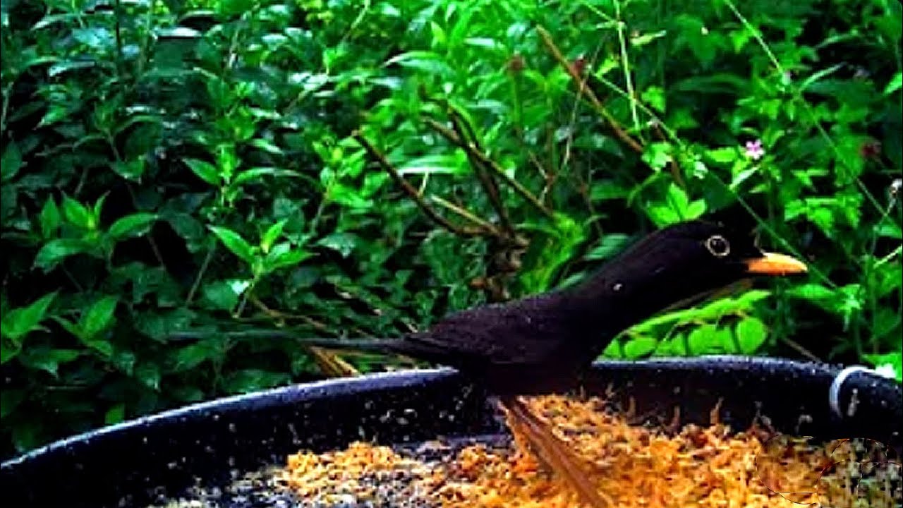 Blackbird INTELLIGENCE: Smarter Than You Think! 🧠 - YouTube