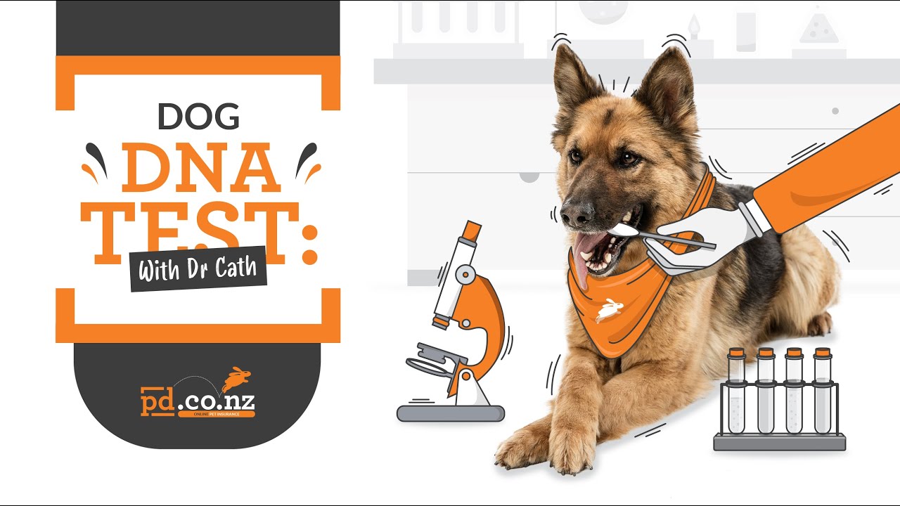 Dog DNA Test: How do Dog DNA Tests Work and What Can They Reveal About ...