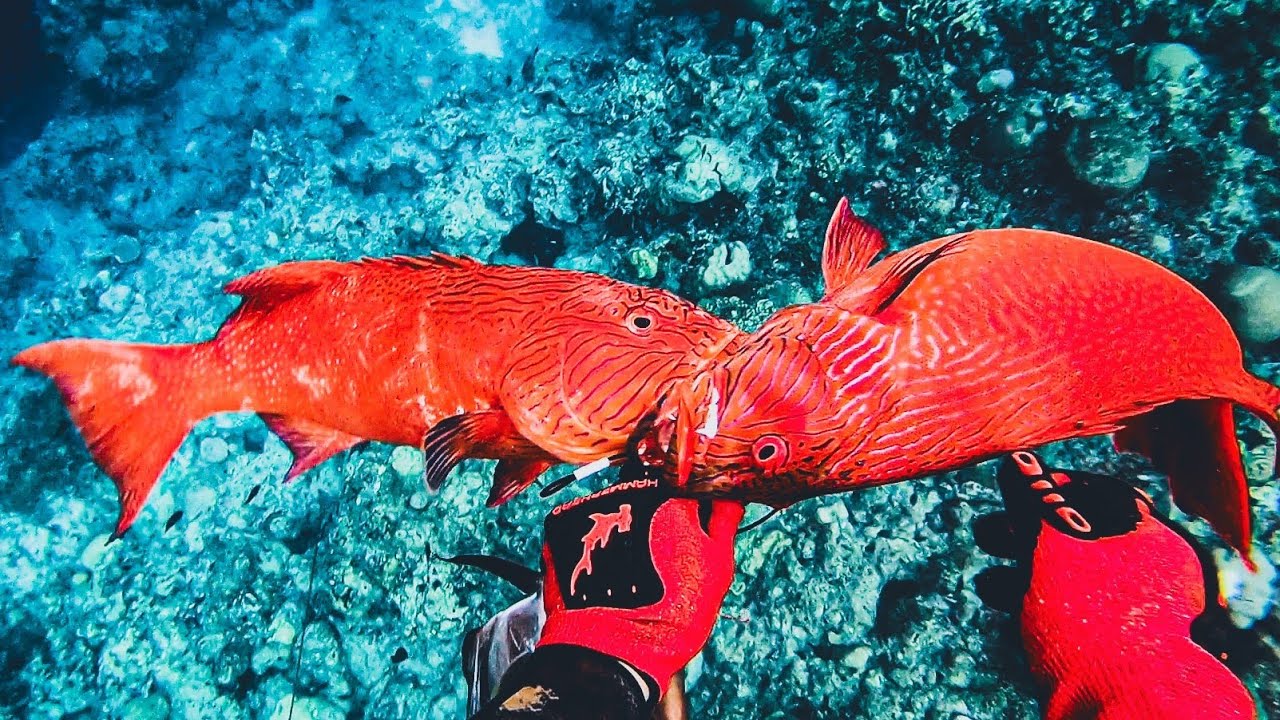 BEST-TASTING REEF FISH! || HIGH FIN CORAL TROUT(LAPU-LAPU ...