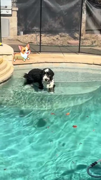 Rosie loves her pool time! 🐶 #viralvideo #shorts #dog - YouTube
