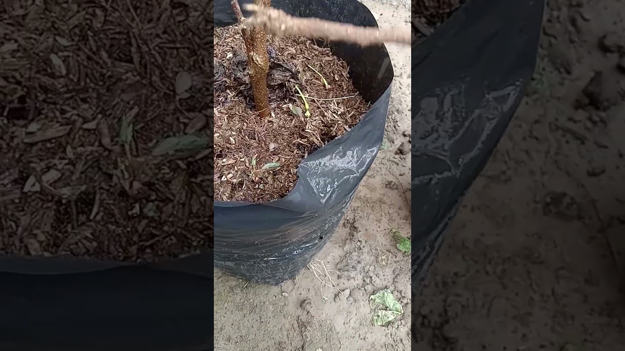 Stek batang bunga kertas 1bulan keluar akar..#petanimuda a&h - YouTube