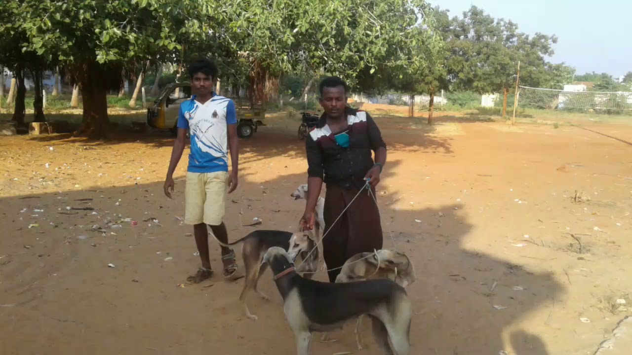 Pannamparai Mani dogs in ayankulam - YouTube