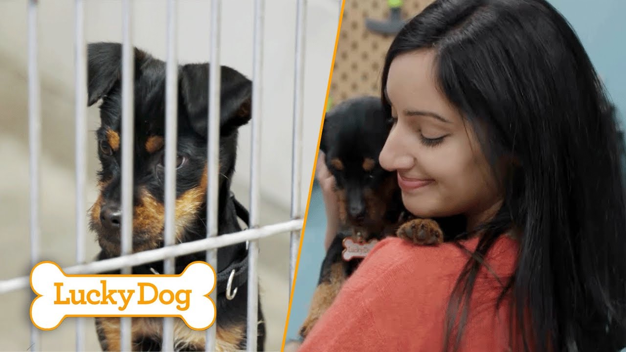 Lester’s Big Test: Can He Skate Into His New Home? Part 2 | Lucky Dog ...