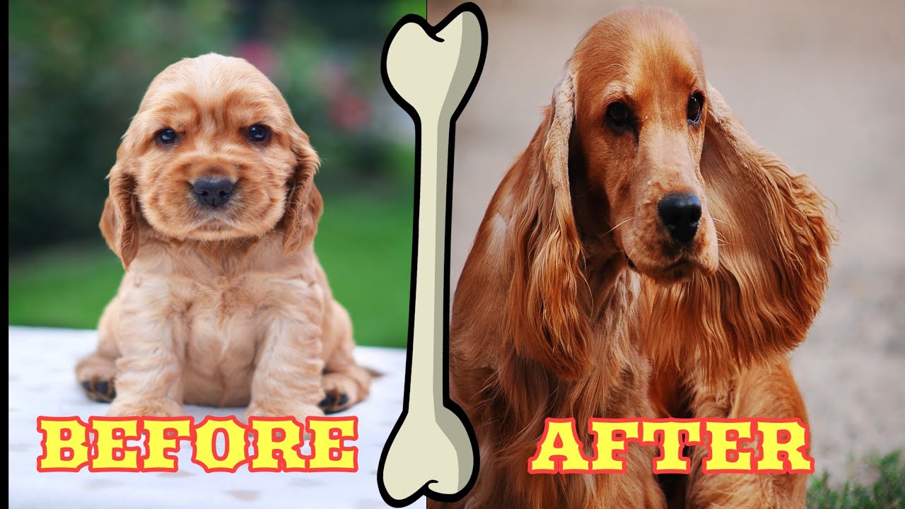 Dog Breeds Before and After Growing Up | Puppy to Adult Transformation ...
