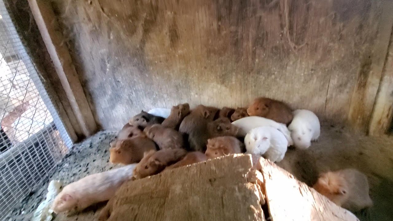Snake Food Guinea Pigs Bred at 6 Million Dollar LA Mansion - YouTube