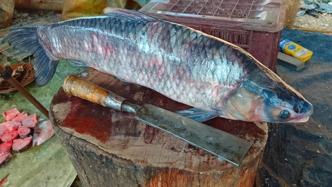 Big Minarcup Fish Cutting Skills || Incredible Minarrui Fish Cutting ...