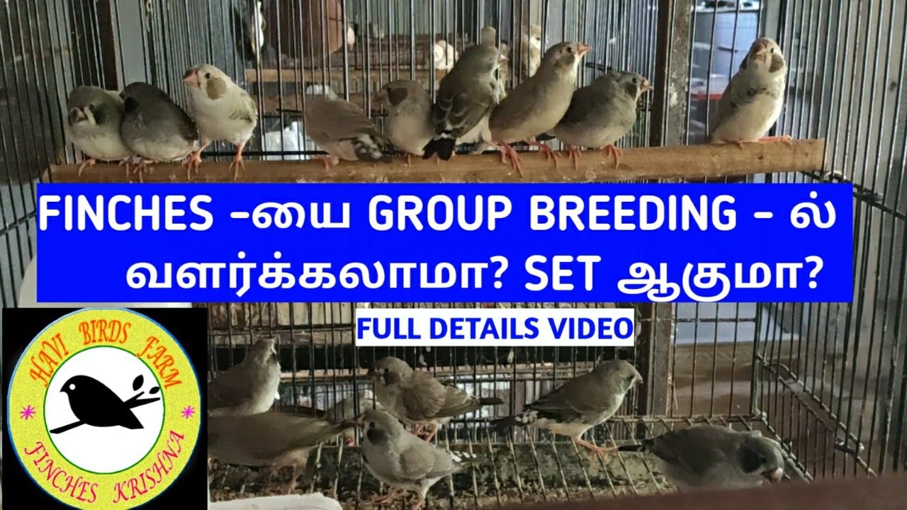 FINCHES COLONY BREEDING DETAILS | FINCHES-ஐ COLONY BREEDING-ல் ...