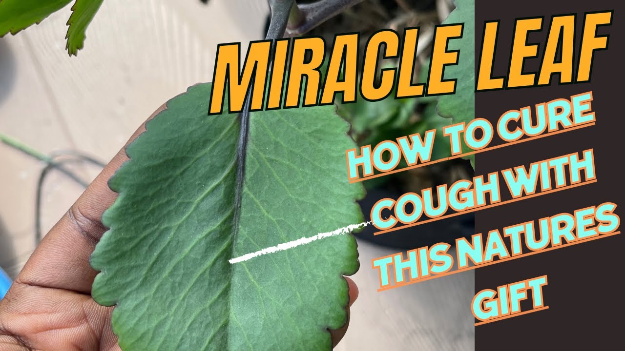 HOW TO CURE COUGH WITH MIRACLE LEAF | AIR PLANT | KALANCHOE PINNATA l ...