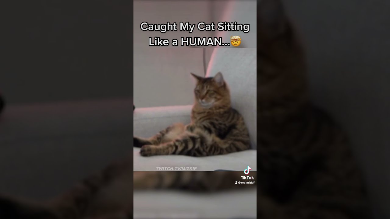 Mizkif catches Chompy sitting like a human… - YouTube