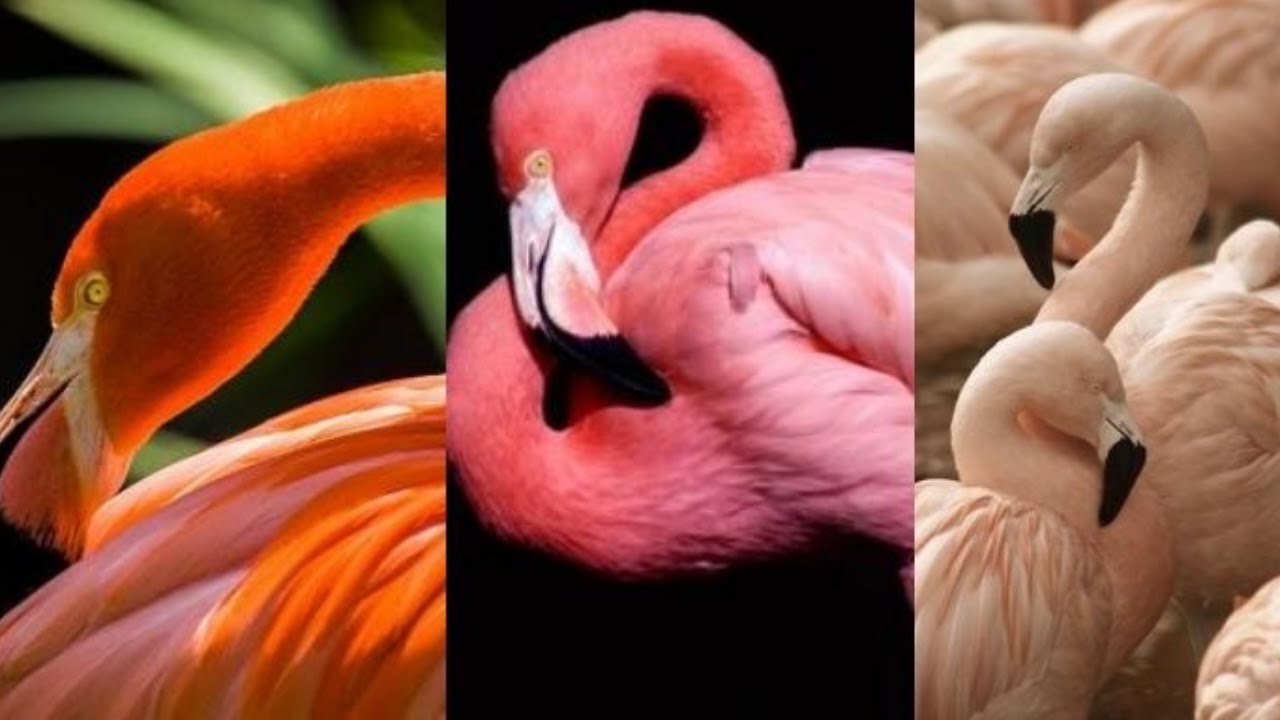 Como filhotes de flamingos adquirem a cor rosa | Por que os flamingos ...