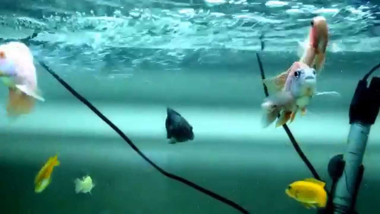 Waking up with my fish - YouTube