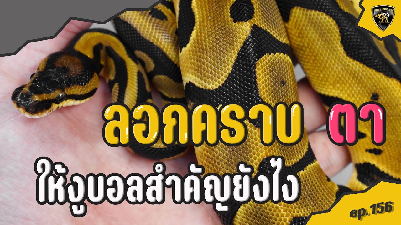 ลอกคราบตาให้งูบอล【 EP.156 | 4K 】#realityballpython - YouTube