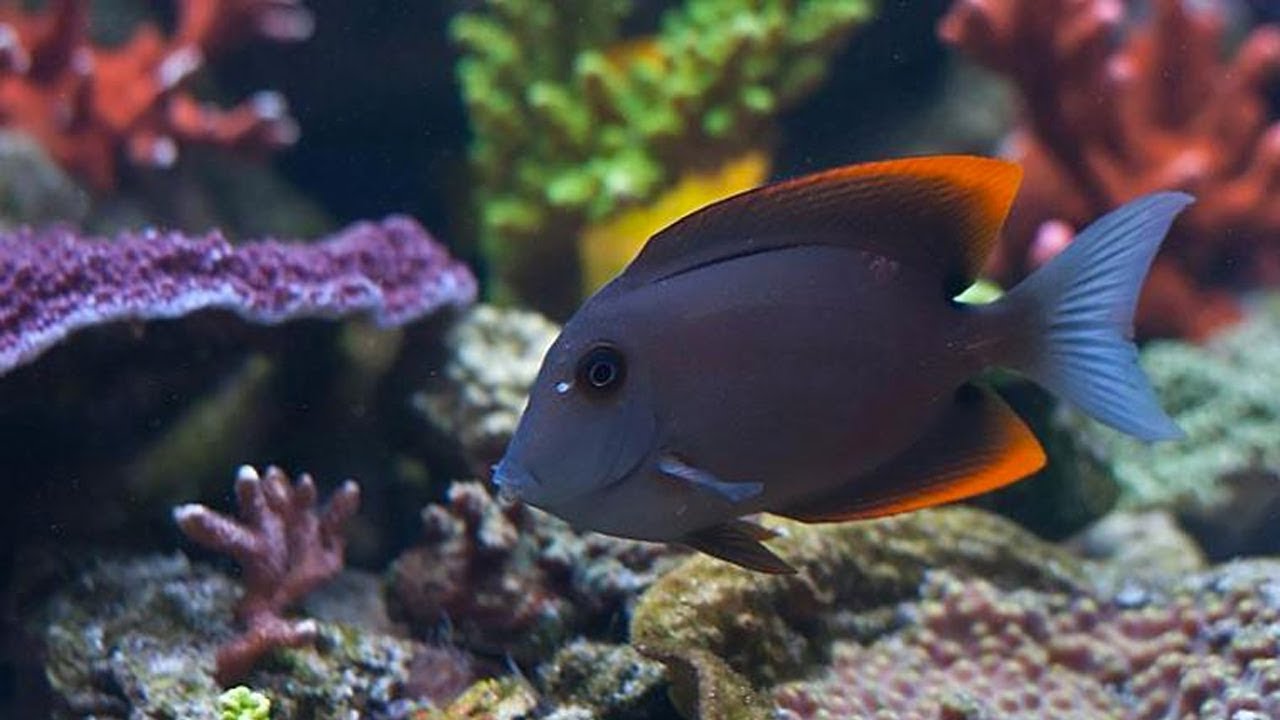 Novo morador do aquário marinho - Flame Fin Tang - YouTube