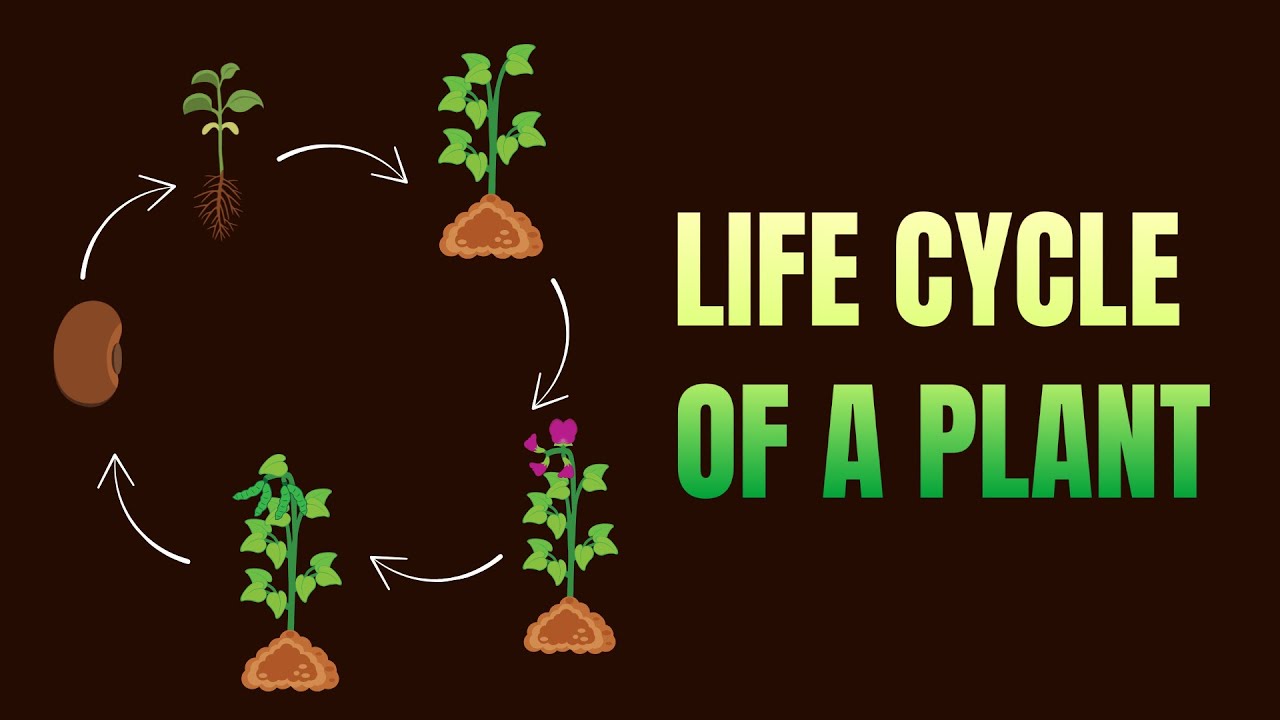 Life Cycle of a Plant | Living Creatures | Grade 6 | Science | Khan ...