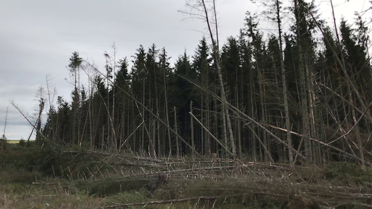 Creaking trees - YouTube