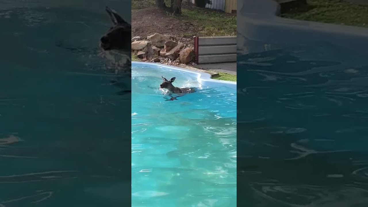 Kangaroo Takes a Dip in Backyard Pool - YouTube