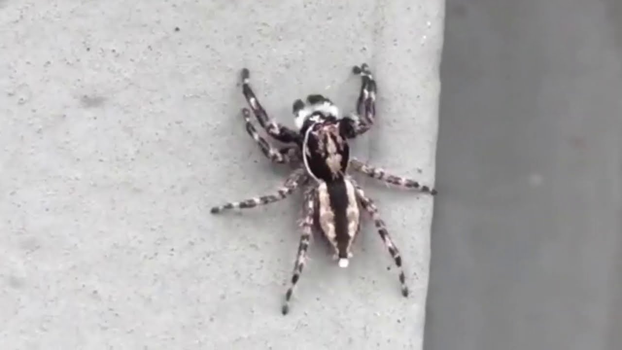 Jumping spider pooping - YouTube