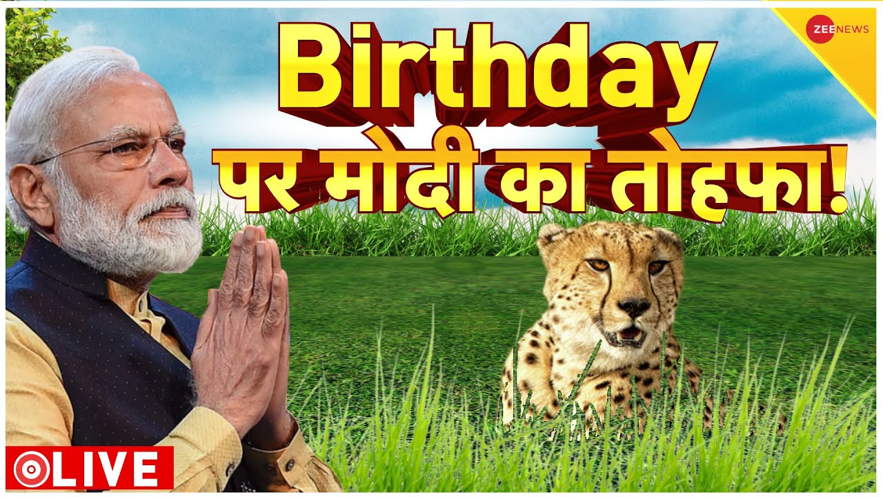 PM Modi LIVE: Cheetah In India | PM Birthday Gift | Project Cheetah ...