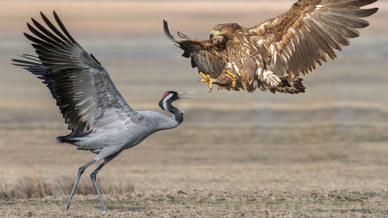 Eagle And Crane Fight In The Wild - YouTube