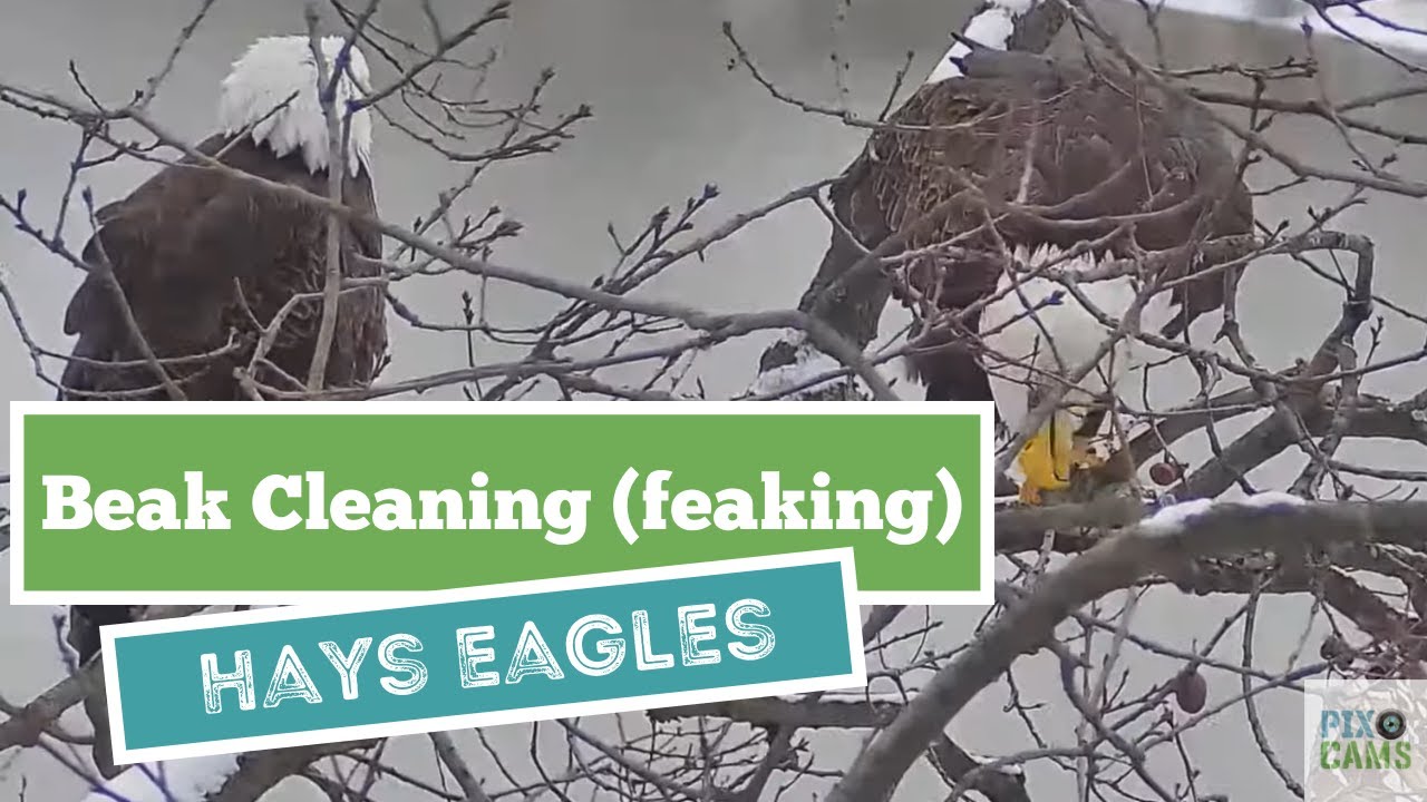 Hays Eagles Mom cleans/sharpens her beak on the nest branch (feaking ...