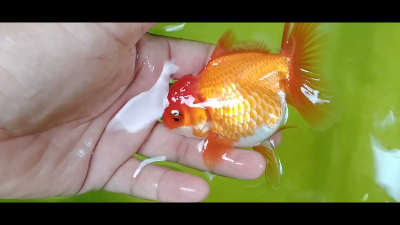 Mascot betta fish, super red betta, goldfish, angel fish - YouTube