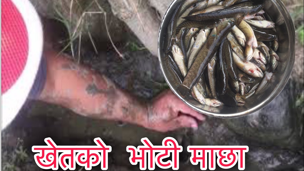 How to catching fish by hand at paddy field | fishing nepal skill ...